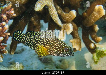 Epinephelus ongus Grouper Stock Photo - Alamy