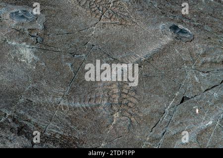 Precambrian fossils, Mistaken Point, UNESCO World Heritage Site, Avalon ...
