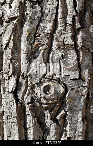 Juglans regia, Walnut, stem, bark Stock Photo - Alamy