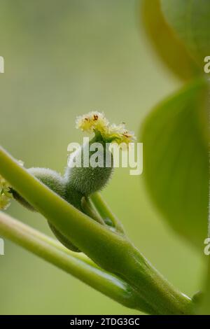 Walnuss, Walnuß, Weiblicher Blütenstand, weibliche Blüte, Blüte, Blüten ...