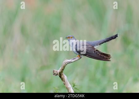 Kuckuck Männchen, Cuculus canorus, Male Cuckoo Stock Photo - Alamy