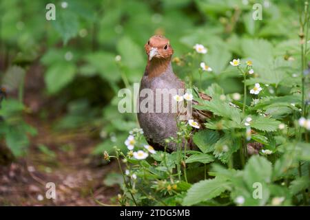 Rebhuhn,Perdix perdix,Grey Partridge Stock Photo - Alamy