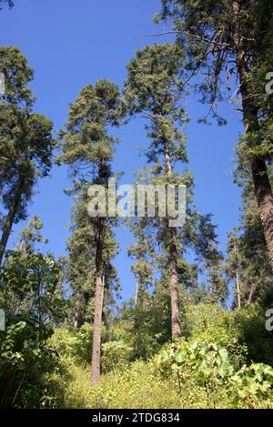 Oyamel or sacred fir (Abies religiosa) is a coniferous tree native to ...