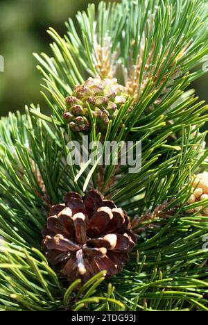 Pino Silvestre o albar de Sierra Nevada, Pinus sylvestris nevadensis ...