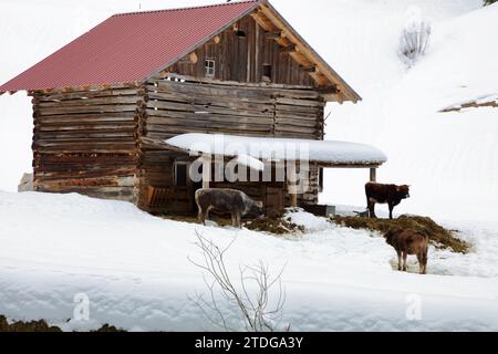 Kleinwalsertal - Rinder im Schnee / Kleinwalsertal - Cattles in the ...