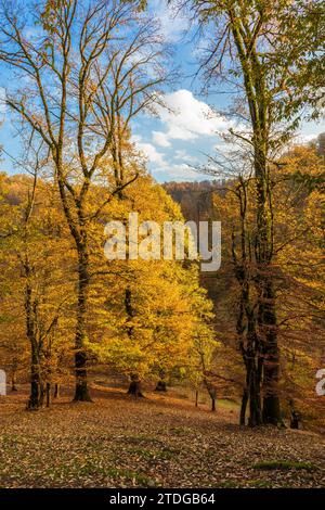 Nature of the autumn forest. Lankaran. Azerbaijan Stock Photo - Alamy