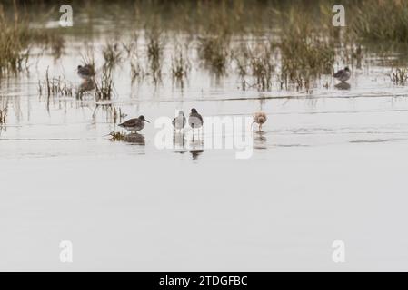 A flock of foraging Redshank (Trina totanus) at Leigh on Sea. One bird ...