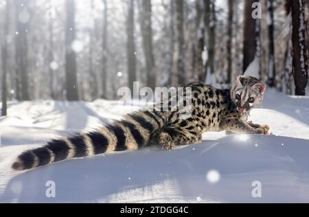 Common genet in front of nature background Stock Photo - Alamy