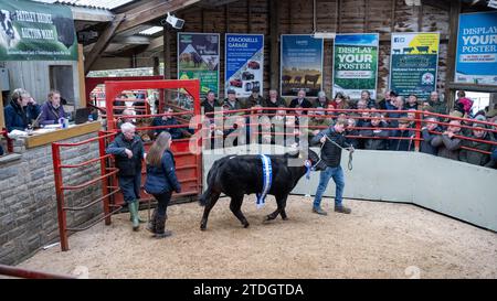 Sale of commerciial beef cattle at Pateley Bridge auction mart in the ...