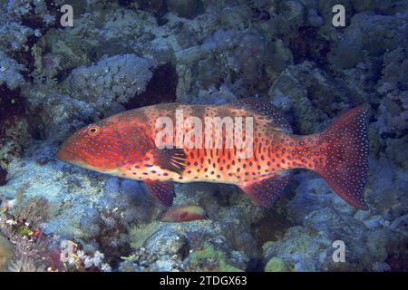 Red Sea trout perch (Plectropomus pessuliferus marisrubri), Dangerous ...