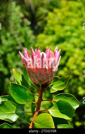King Protea 'Protea cynaroides' the largest flower in the protea family ...