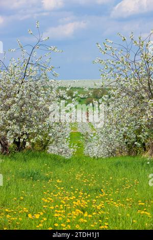 Orchards near Dohna Stock Photo - Alamy
