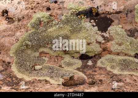 Desert moss and crustose lichens on sandstone with snow in Canyonlands ...