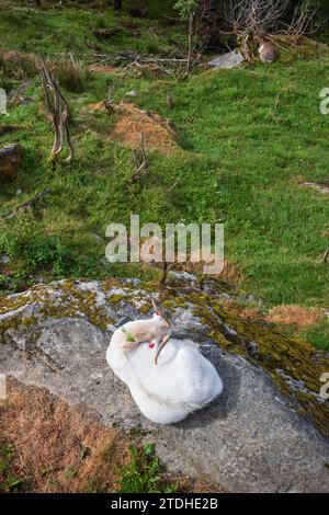 A goat in Floyen Mountain, Bergen Stock Photo - Alamy