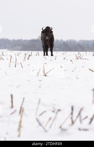 Group of European bison (Bison bonasus) one standing and others and ...