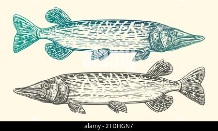 Pike fish illustration, drawing, engraving, line art, realistic Stock ...