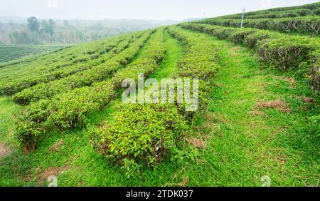 Thai tea plants,regularily sprinkled with water to keep healthy,in one ...