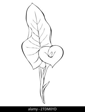 Cala lily flower hand drawn sketch illustration Stock Vector Image ...