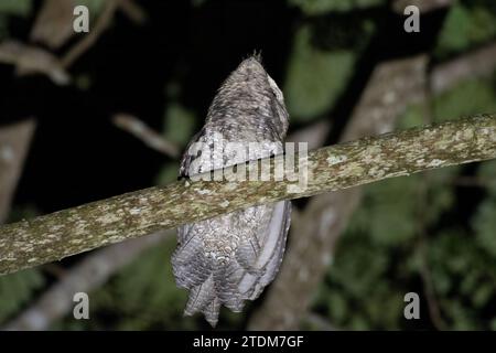 Papuan frogmouth (Podargus papuensis) observed in Waigeo in West Papua ...