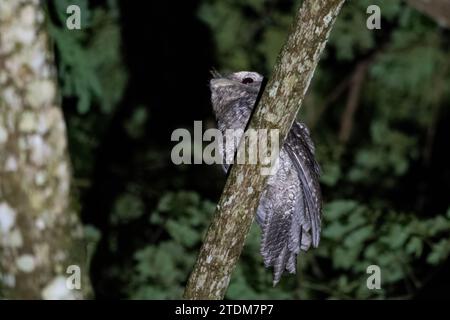 Papuan frogmouth (Podargus papuensis) observed in Waigeo in West Papua ...