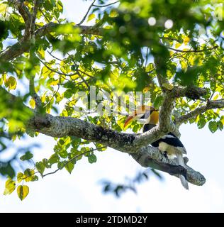 Nelliyampathy, where the majestic Great Hornbill soars through lush ...