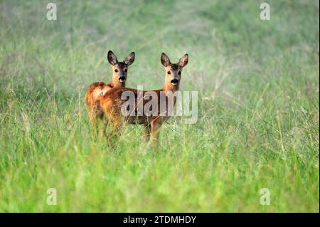 Capreolus capreolus,Europäisches Reh,Feldrehe,Natur,Paarhufer,Reh,Reh ...