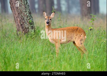 Capreolus capreolus,Europäisches Reh,Feldrehe,Natur,Paarhufer,Reh,Reh ...