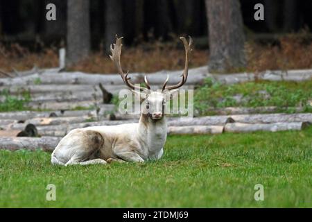 Brunftzeit Damwild,Cerviden,Dama Dama,Damhirsch,Damhirsche,Damwild ...