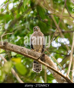 Capturing the Majestic Spirit of Predatory Elegance: The Shikra ...