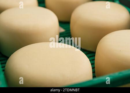 Production of artisanal cheese. In the curing process Stock Photo - Alamy