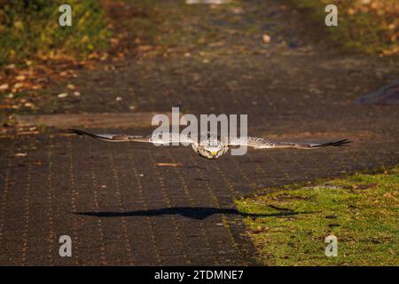 a young buzzard in flight in Deutz harbor, Cologne, Germany. ein junger ...