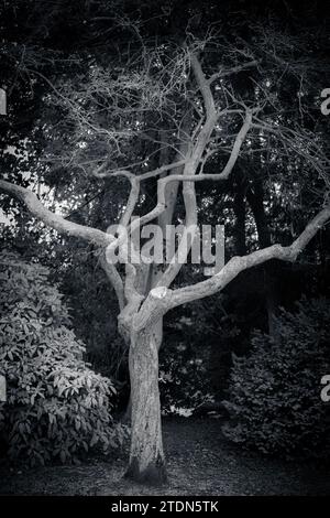 Weird shape tree Stock Photo - Alamy
