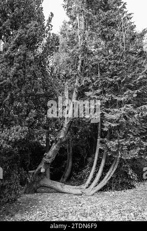 Coniferous Tree Trunk shaped by Nature, West Coast Rainforest near ...