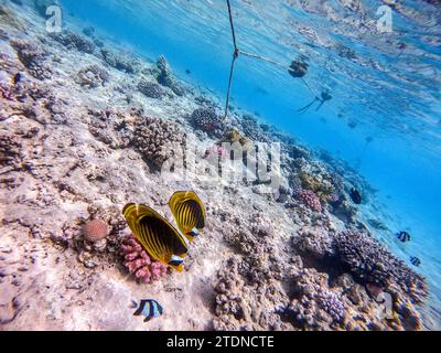 Tropical Diagonal or Raccoon butterflyfish known as chaetodon fasciatus ...