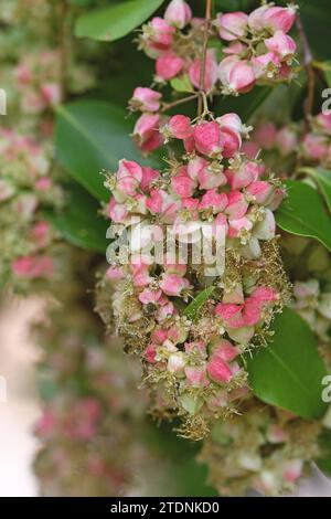 Pink fruits or seed pods and glossy aromatic leaves of the rare ...