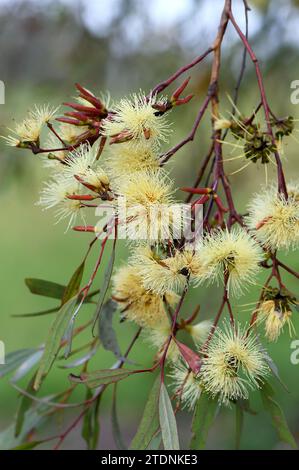Close up of yellow blossoms and elongated buds of the Australian native ...