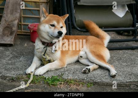 The shiba inu (柴犬, shiba inu) is a small and agile breed of dog ...