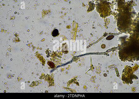 soil microorganism under the microscope recycling nutrients in a ...