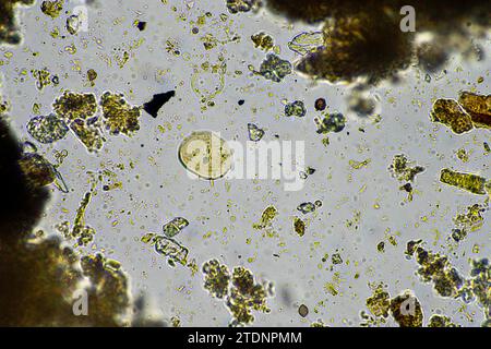 soil microorganism under the microscope recycling nutrients in a ...
