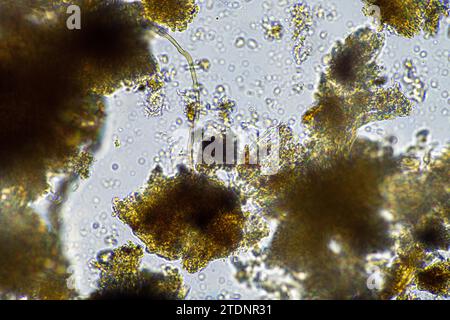 soil microorganism under the microscope recycling nutrients in a ...