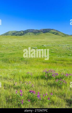 wildflowers on the prairie below east butte in the sweet grass hills ...