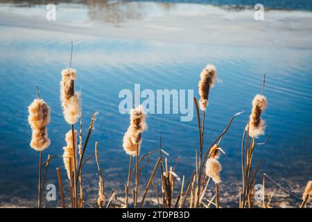 Reeds at the Reinprechtsteich, a small carp pond near Weitra ...
