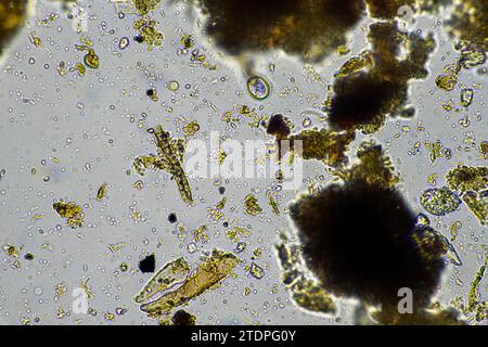 soil microorganism under the microscope recycling nutrients in a ...