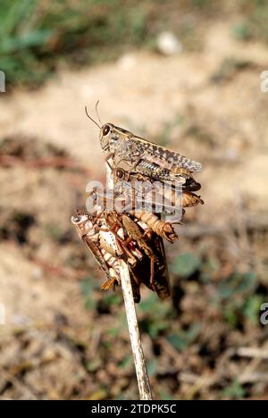 Close up photo of a grasshopper moulting under a green leaf Stock Photo ...