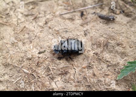 Horned dung beetle female (Copris lunaris) is a beetle native to ...
