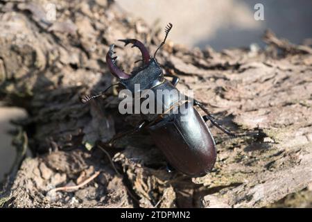 Stag beetle (Lucanus cervus) is a beetle native to Europe. Male and ...