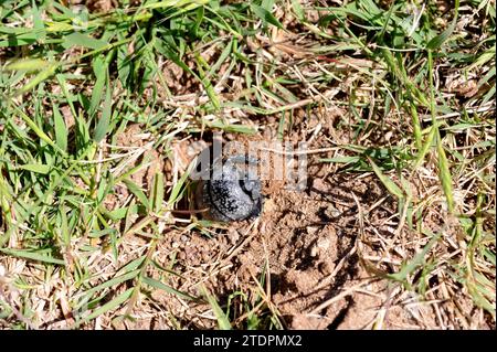 Sacred scarab (Scarabeus sacer) is a dung beetle native to ...