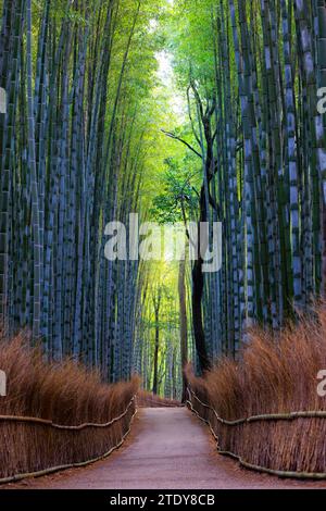Arashiyama Bamboo groove or Sagano Bamboo Forest, located in Arashiyama ...