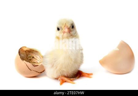 birth of serama chicken in front of white background Stock Photo - Alamy