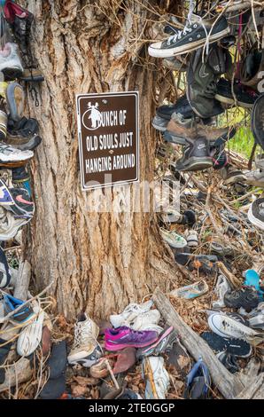 The Oregon Shoe Tree outside of John Day Fossil Beds National Monument ...